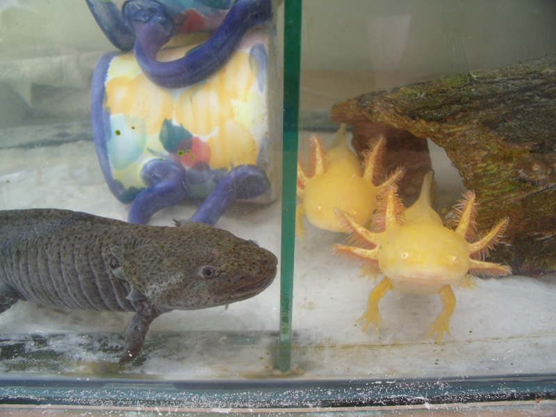 My crew! L-R, Faxy, Gam and Gaf. : r/axolotls